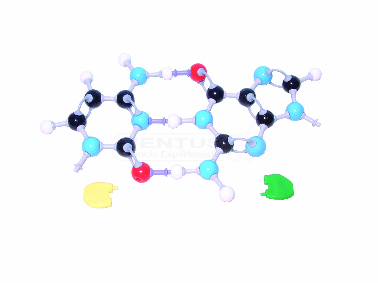 Adenina, citosina, guanina y timina